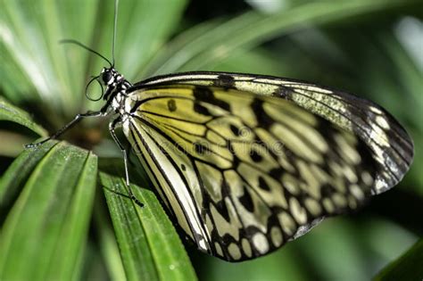 Tree Nymph Butterfly Stock Image Image Of Rice Closeup 301724303
