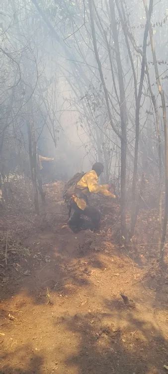 Incendios Forestales Han Destruido Casi Mil 500 Hectáreas De áreas