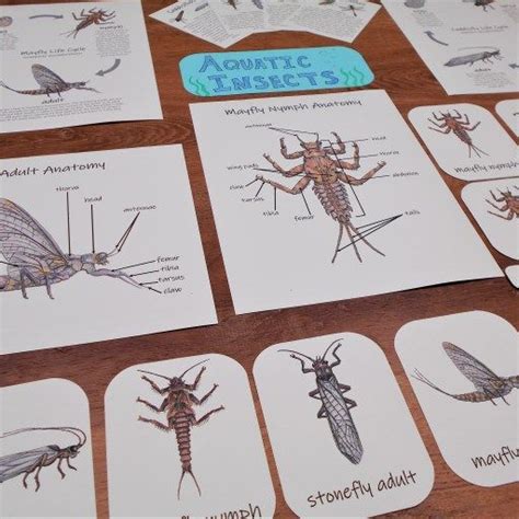 Common Aquatic Insects And Bioindicators Aquatic Insects Aquatic Plants