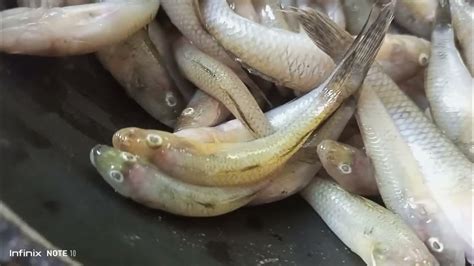 নদীর টাটকা মাছ ২০২৩ বাজার থেকে আনা আমার হাতে তোলা Fish