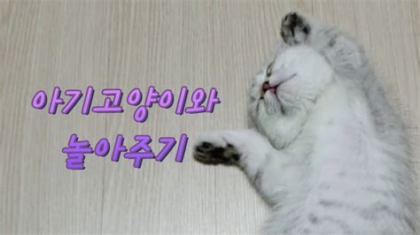 아기고양이와 놀아주기 어묵꼬치 장난감만 있으면 충분해 Youtube