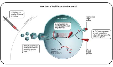 Understanding Six Types Of Vaccine Technologies Pfizer