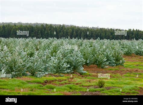 Tree Plantation Western Australia Stock Photo Alamy