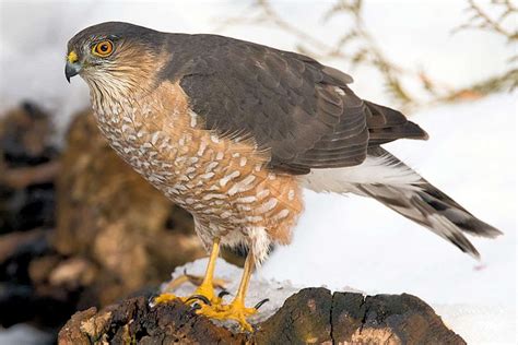Sharp Shinned Hawk Range
