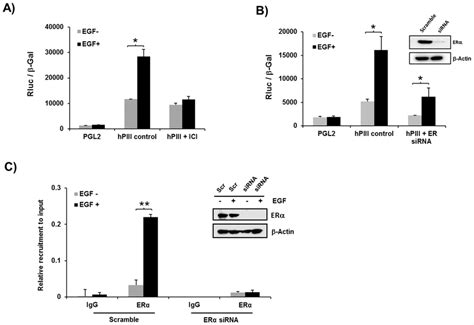 Role Of Erα On Egf Induced Promoter Activity A B And Recruitment Of