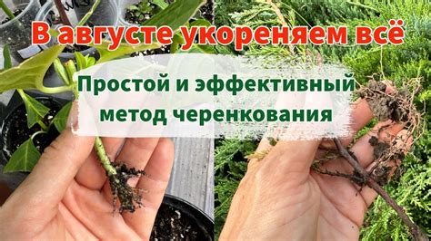 ЧЕРЕНКУЕМ ПРОСТО И БЕЗ ВЫПАДОВ ГОРТЕНЗИИ, РОЗЫ, ХВОЙНЫЕ. Нюансы для ...