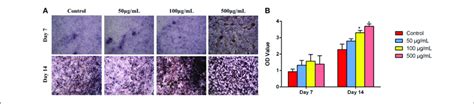 A Alp Staining And B Alp Activity Expression Of Mg 63 Cells After