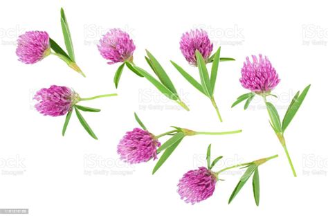 클로버 또는 Trefoil 꽃 약초 흰색 배경에 격리 맨 위 보기 플랫 레이 0명에 대한 스톡 사진 및 기타 이미지 0명