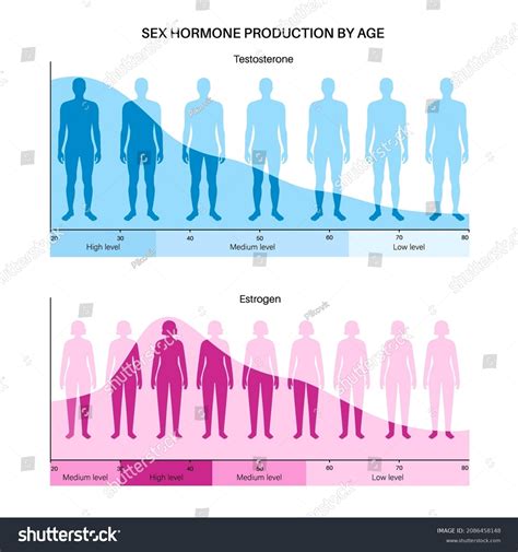 Estrogen Testosterone Level Color Chart Sex Vector Có Sẵn Miễn Phí