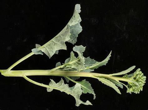 Fast Growing Sprouting Broccoli Food And Drink International