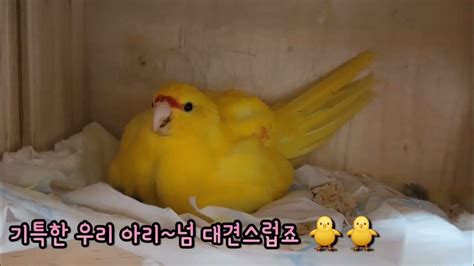 알 부화했어요 첫산란 엄마가 처음인 아리 아기새가 처음인 앵집사 🐥🐣 Youtube