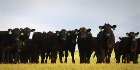 Cattle Behaviour