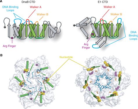 comparison of the ternary and quaternary structures of dnab and the e1