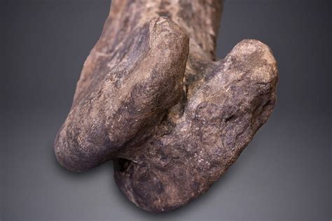 29 4 Hadrosaur Hypacrosaurus Femur With Metal Stand Montana