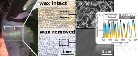 Structural Colour In Plants Bio Inspired Photonics