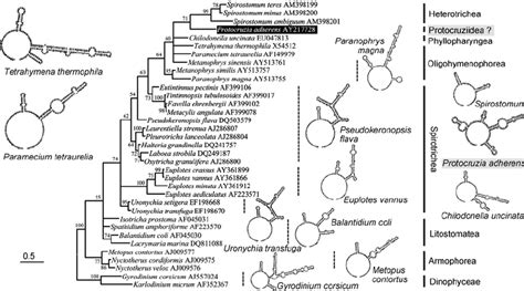 a bayesian tree constructed based on alignment of internal transcribed