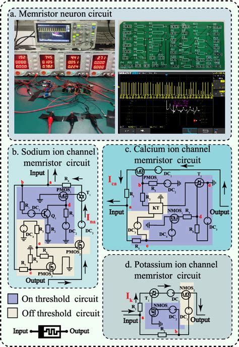 Figure 1 From Adaptive Biomimetic Neuronal Circuit System Based On