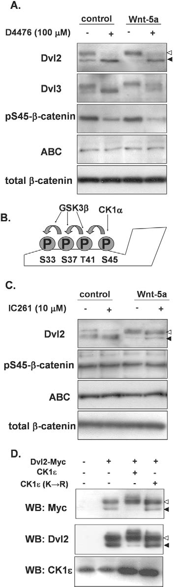 Dopaminergic Neuron Differentiation Semantic Scholar