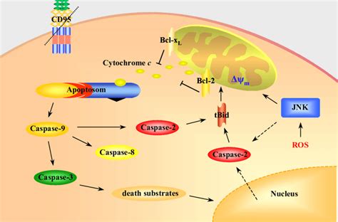 Schematic Illustration Of The Postulated Signalling Pathway Induced By
