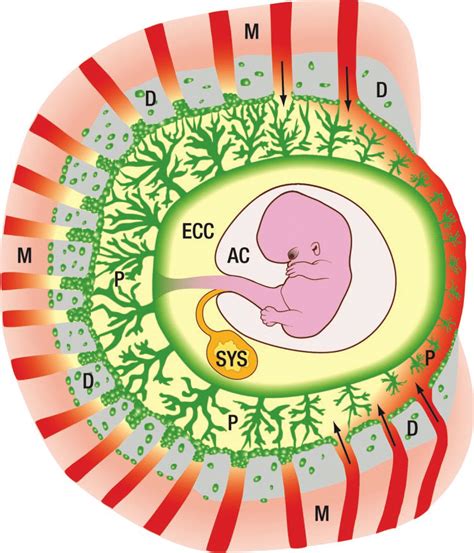 Diagram Of Placenta And Amniotic Sac Labelled Diagram Of Pla