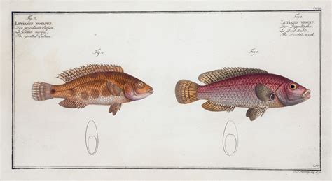 1. Lutianus videns, The Double-tooth; 2. Lutianus notatus, The spotted ...