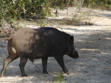 Tips For A Successful And Exciting Wild Boar Hunt The Outdoors Guy
