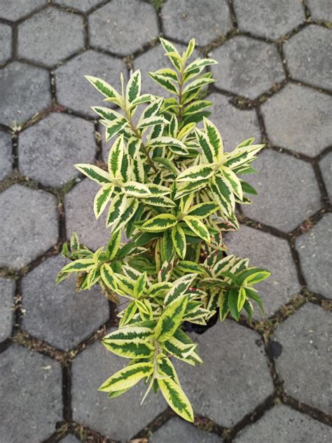 Mini Guava Variegated Furniture And Home Living Gardening Plants