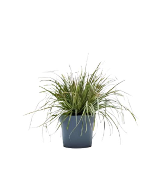 Carex Oshimensis Nakai 1 Gallon Hachijoensis Evergold Plant Striped We