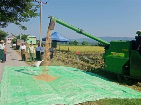 မင်းတုန်းမြို့နယ်တွင် မိုးစပါး မနောသုခ Fs To Rs မျိုးစေ့ထုတ်စိုက်ခင်း စံကွက်ရိတ်သိမ်း