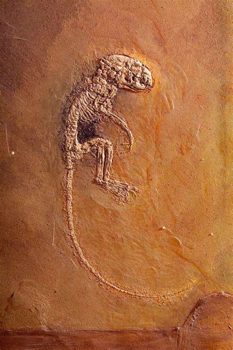 Fotos Fossilien Aus Messel In Basel Bildung And Wissen Prehistoric