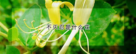 不灭忍是什么花 —【发财农业网】