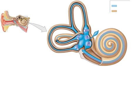 Ear Canals And Ducts Nd Diagram Quizlet