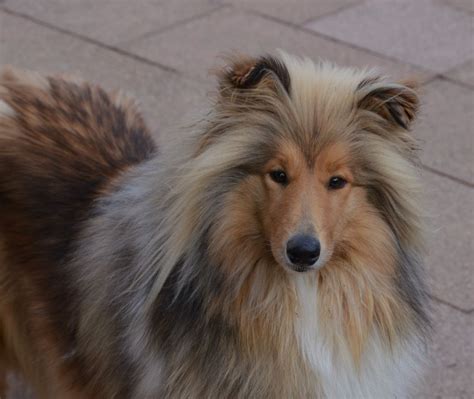 Lien Elevage Des Douces Alsace eleveur de chiens Colley à poil long