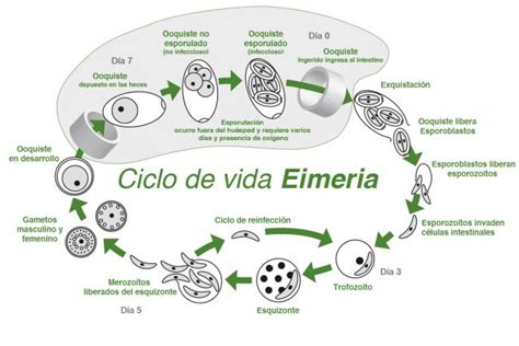 Coccidiosis Aviar Situación En El Sudeste Asiático Y Métodos De