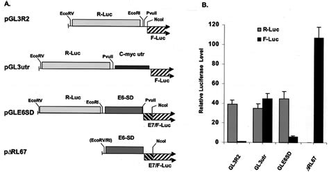 Dual Luciferase Vectors Were Used To Screen The E6 Region For Ires