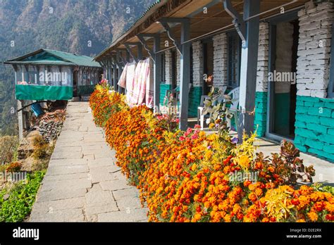 A Tea House Lodge On The Annapurna Base Camp Trek Himalayas Nepal