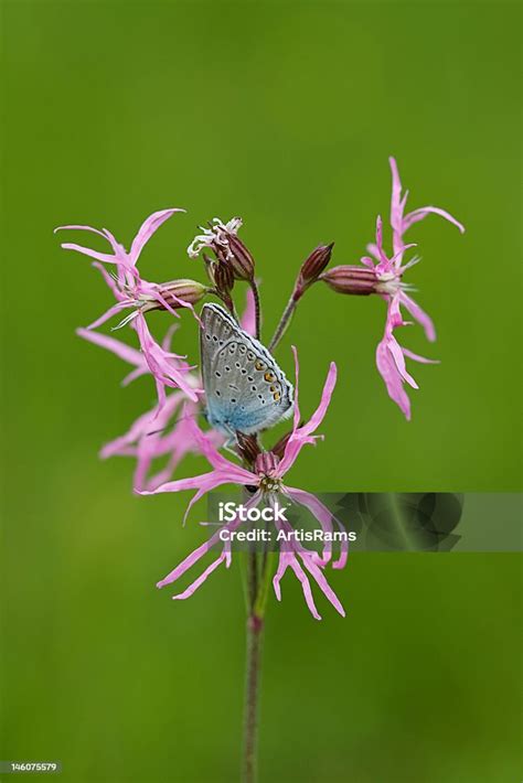 蝶 イカルスヒメシジミのストックフォトや画像を多数ご用意 イカルスヒメシジミ クローズアップ シジミチョウ Istock