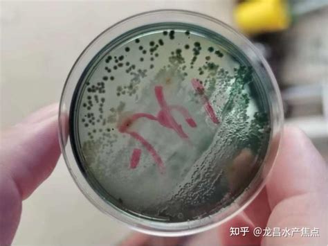 冬棚虾投料越多，长得越慢！如何追规格？ 知乎