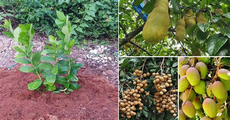 Tip Tanam Anak Pokok Buah Di Rumah Supaya Pokok Hidup Subur Vanilla