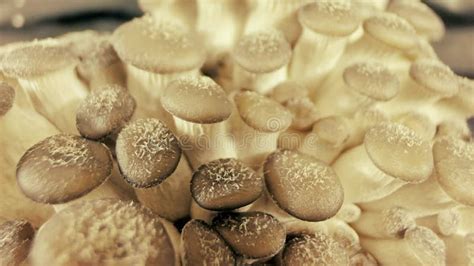 Oyster Mushroom Time Lapse Edible Mushrooms Macro Footage Stock