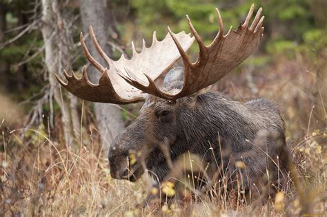 Stunning Moose Hd Wallpaper For Nature Lovers