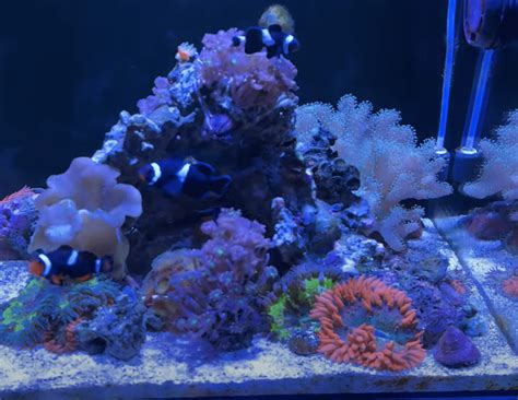 Sea Anemone Reproduction