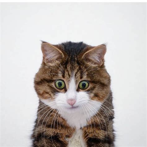 Pin on Кот тату