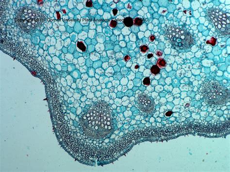 Cupac Anatomy Slide Images