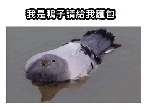 翻譯 呱 梗圖板 Dcard