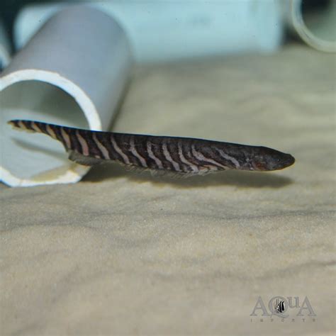 Banded Knifefish Gymnotus Cf Carapo Aqua Imports
