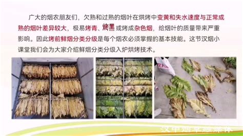 烤烟鲜烟分类分级入炉烘烤技术 高清1080P在线观看平台 腾讯视频