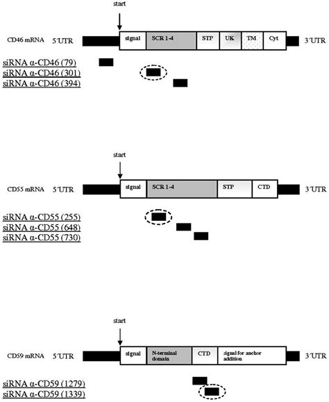 Schematic Diagram Of The Tested Sirnas Hybridizing To Different Target