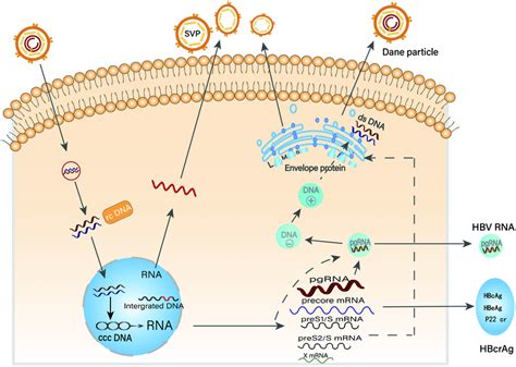 A Marker Of Complete Cure Of Chronic Hepatitis B Hbsag Loss By