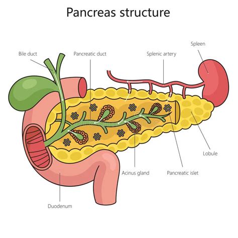 Pancreas Structure Diagram Medical Science Stock Illustration